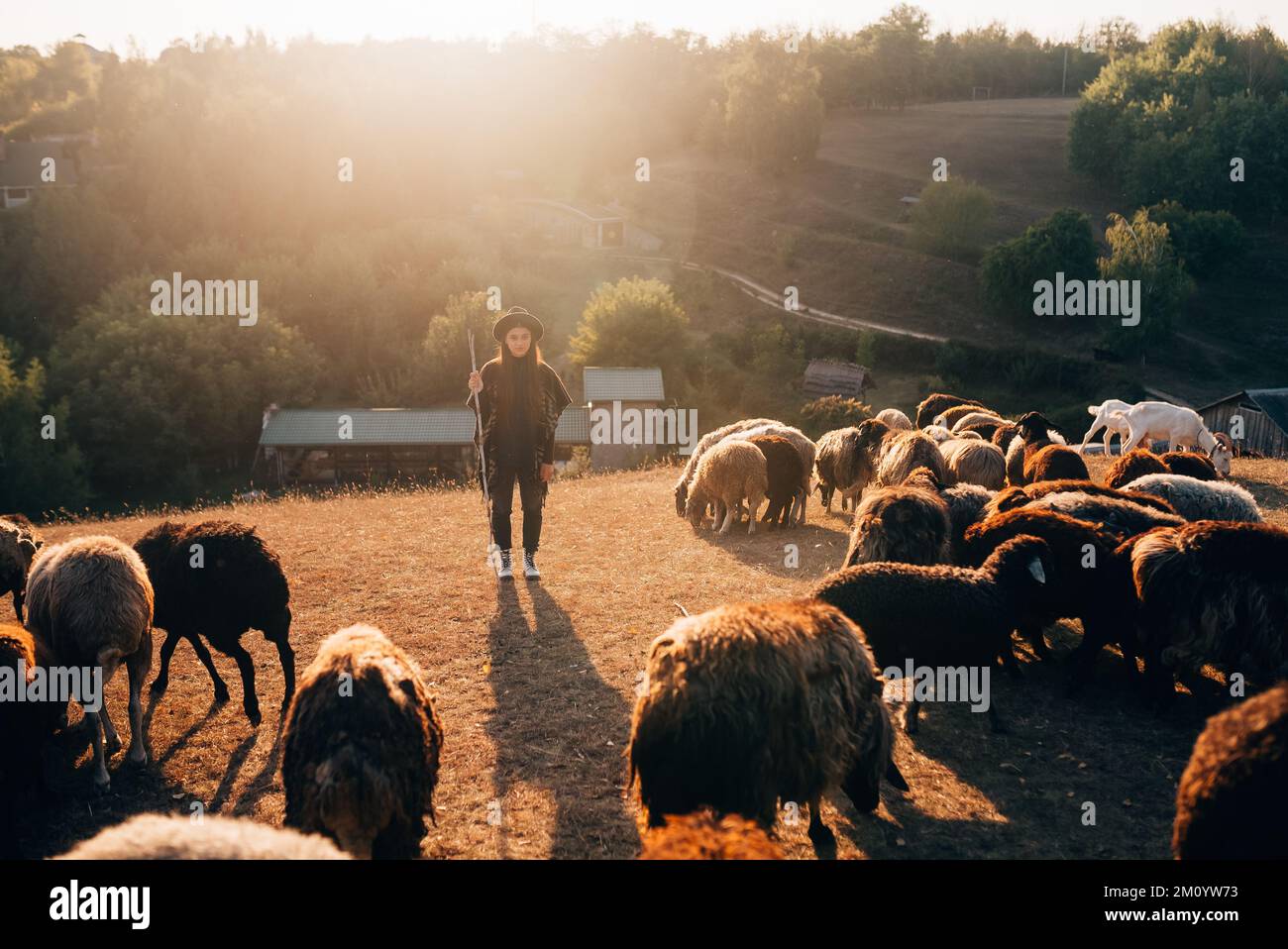 Female shepherd and flock of sheep at a lawn Stock Photo - Alamy