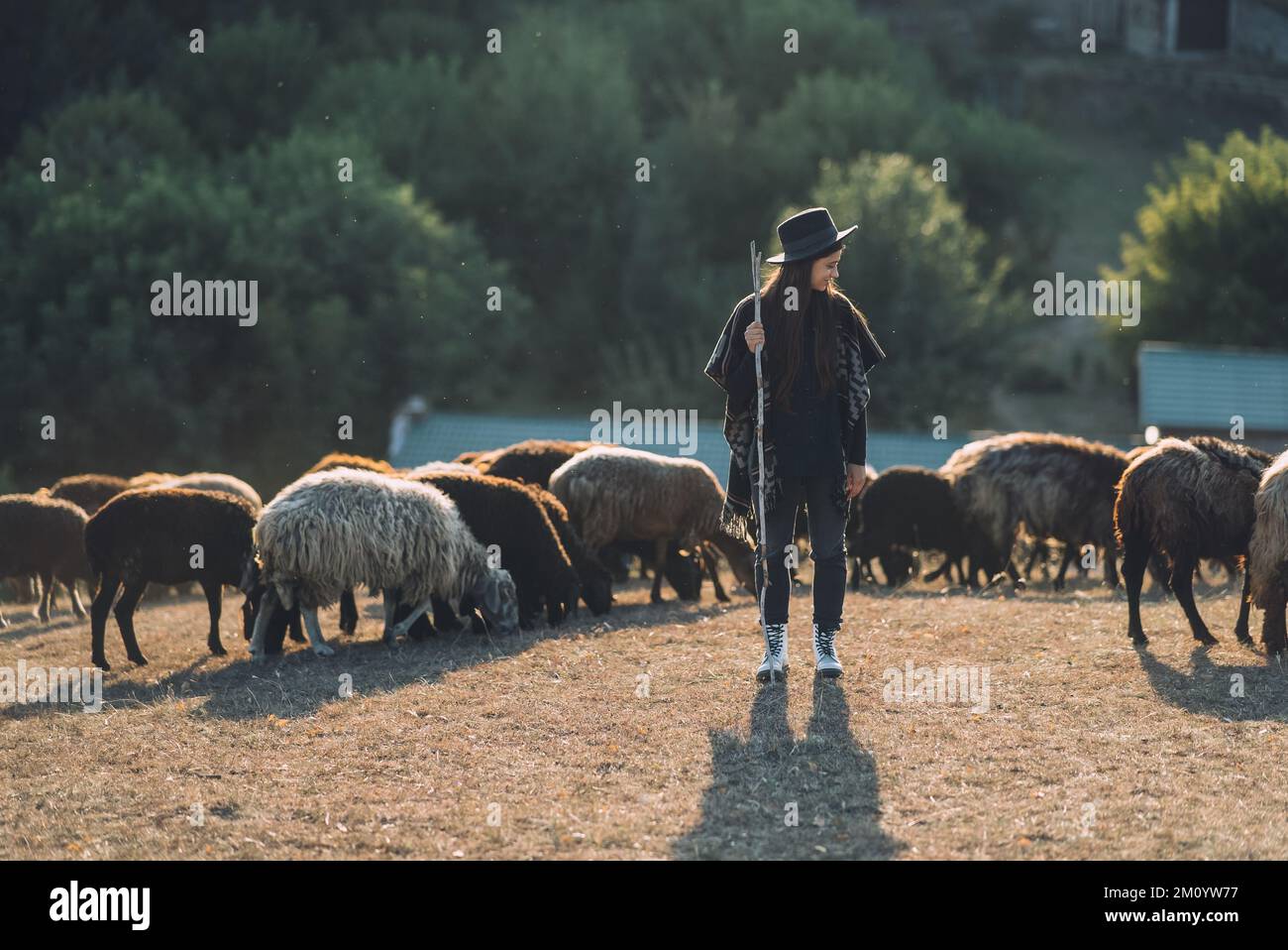 Female shepherd and flock of sheep at a lawn Stock Photo - Alamy