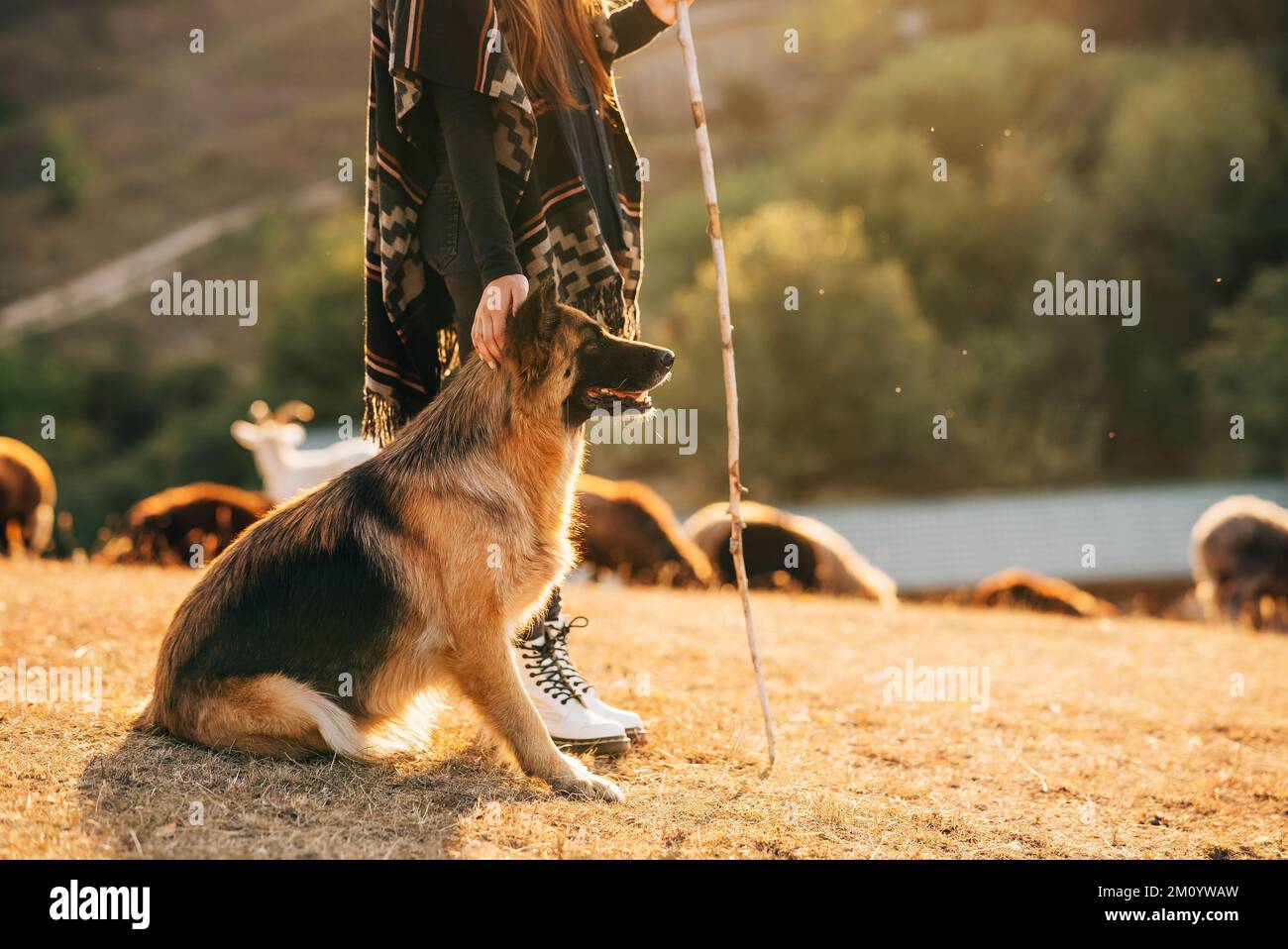 The dog sits with its owner on the lawn Stock Photo - Alamy