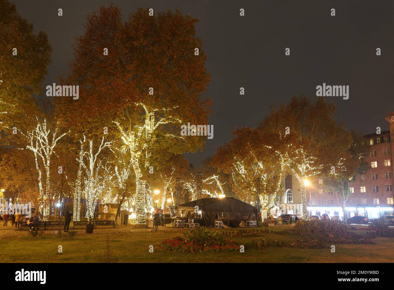Trees in the park are decorated with small light bulbs on a winter ...
