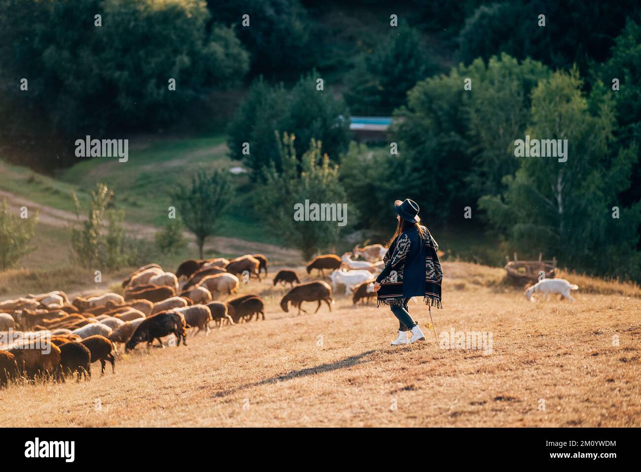 Female shepherd and flock of sheep at a lawn Stock Photo - Alamy