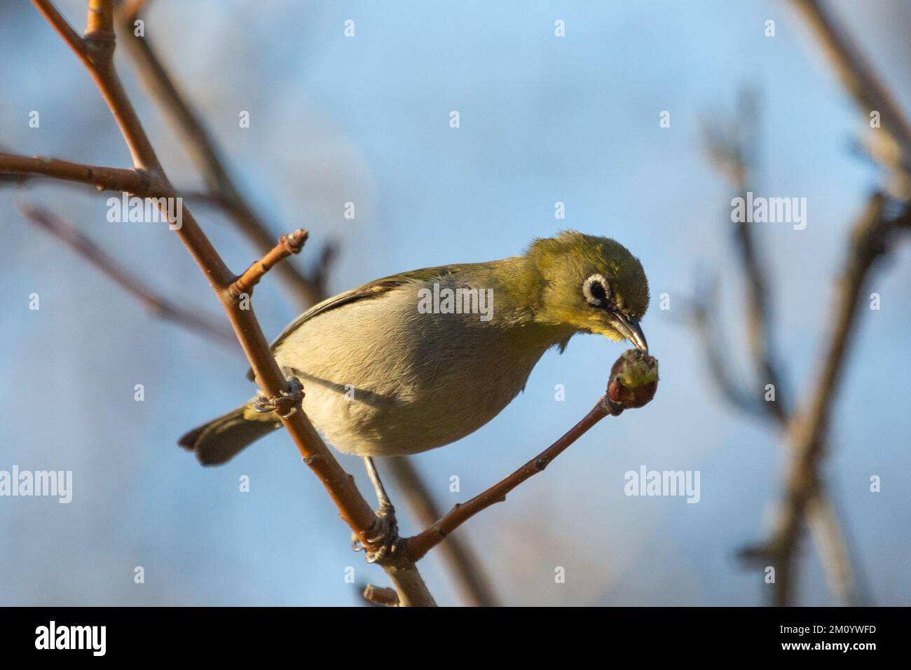 South African Bird: Zosterops sp. (White-Eye) sitting on a twig in ...