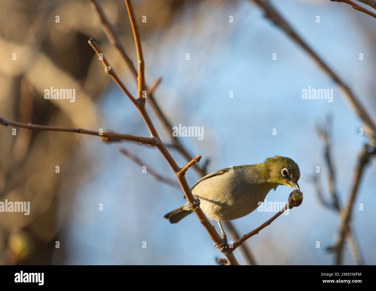 Bird from the White-Eye family (Zosterops sp.) sitting in a tree, taken ...
