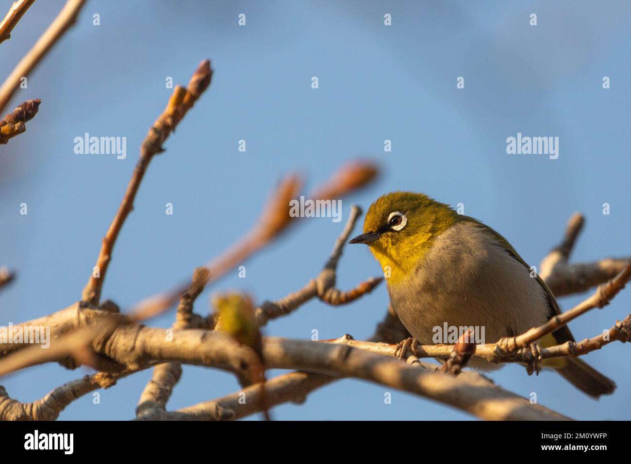 Close-up of a White-Eye (Zosterops sp.) taken in the Cederberg ...