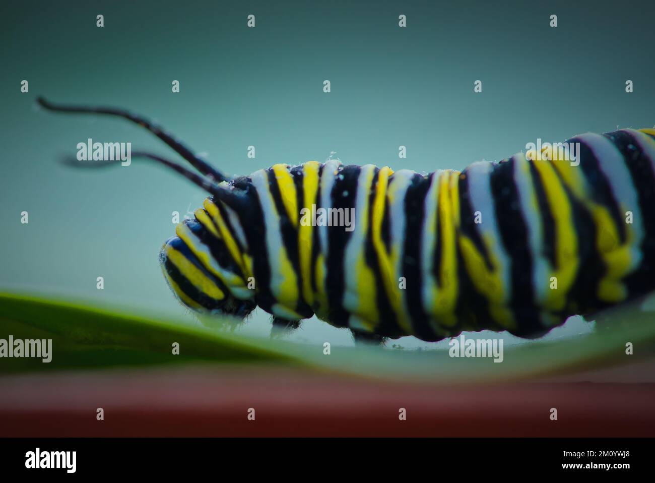 Caterpillar of a blue butterfly hi-res stock photography and images - Alamy
