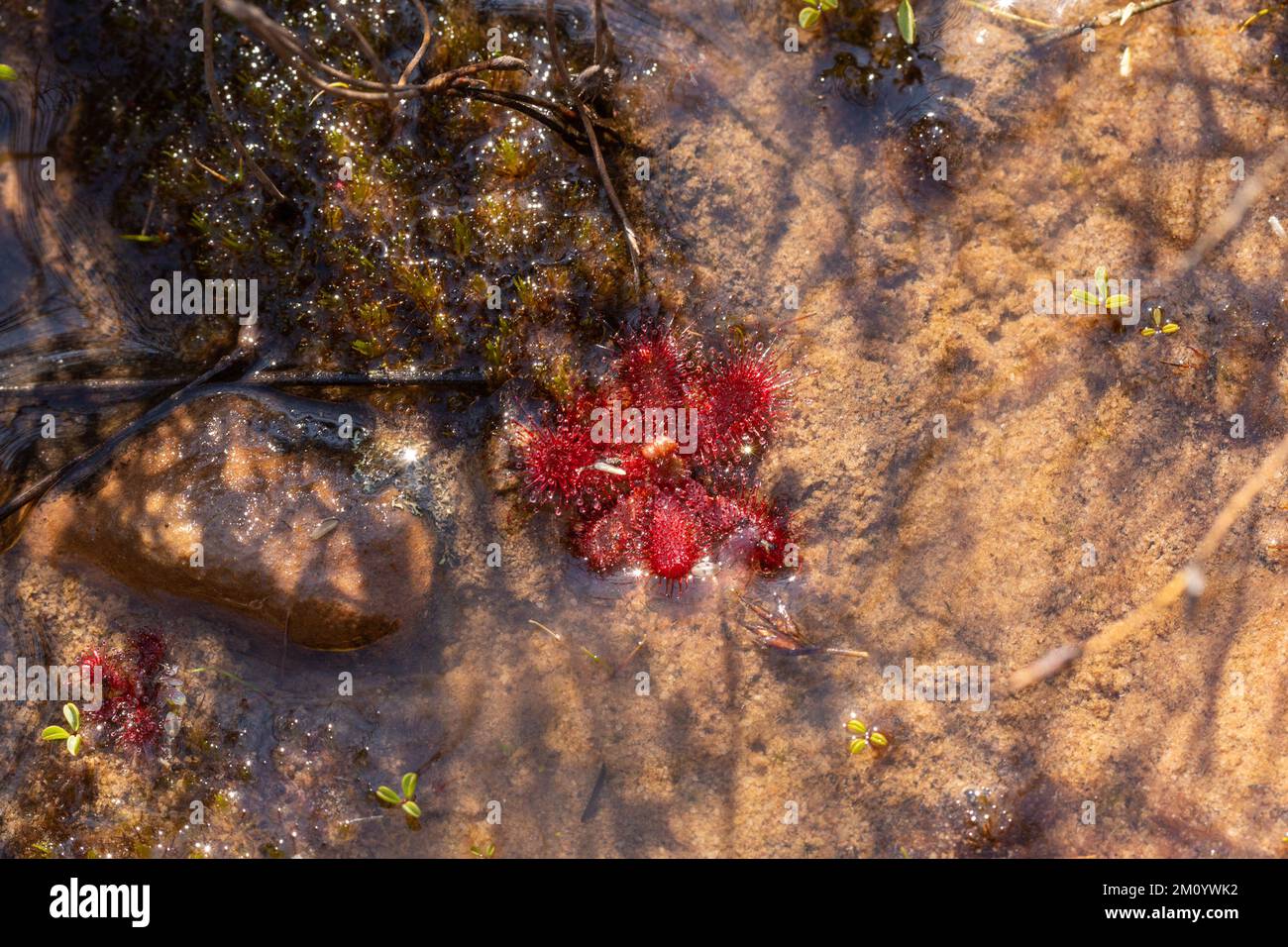 Close-up of a single red rosette of Drosera trinervia, taken in the ...