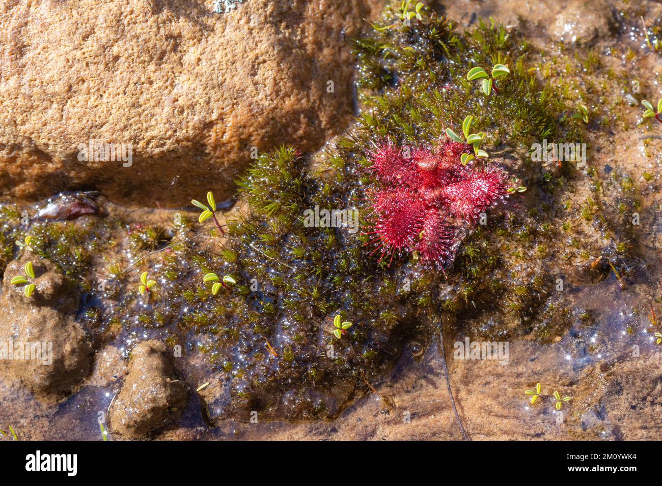 Carnivorous Plants: The sundew Drosera trinervia in the Cederberg ...