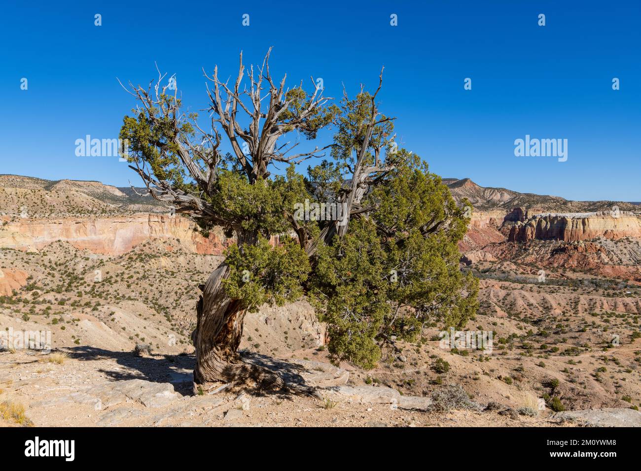Juniper tree in the colorful landscape of Ghost Ranch, New Mexico Stock ...