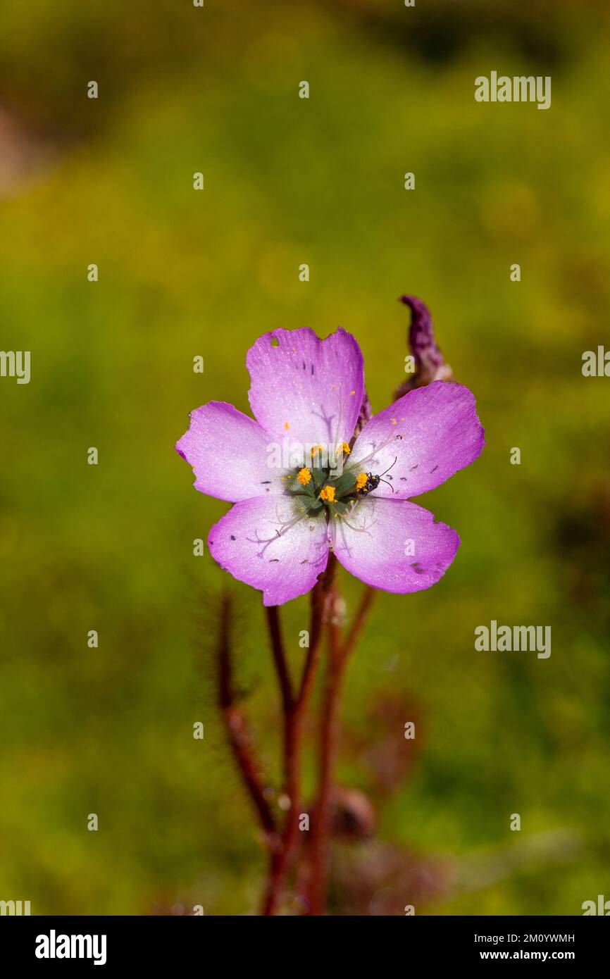Macro of a pink flower of the Sundew Drosera cistiflora taken in ...