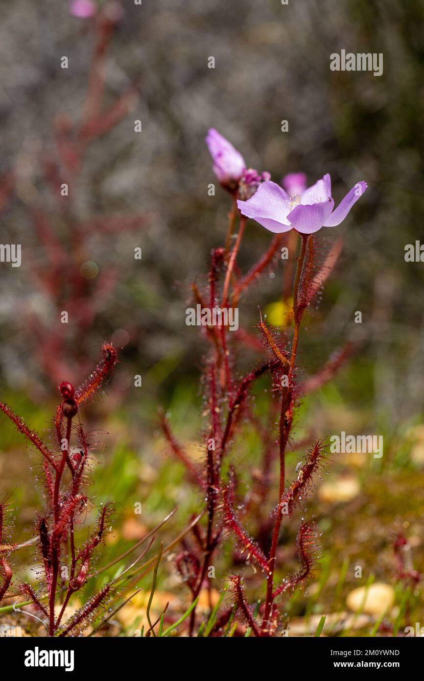 Side view of pink flowering Drosera cistiflora taken in natural habitat ...