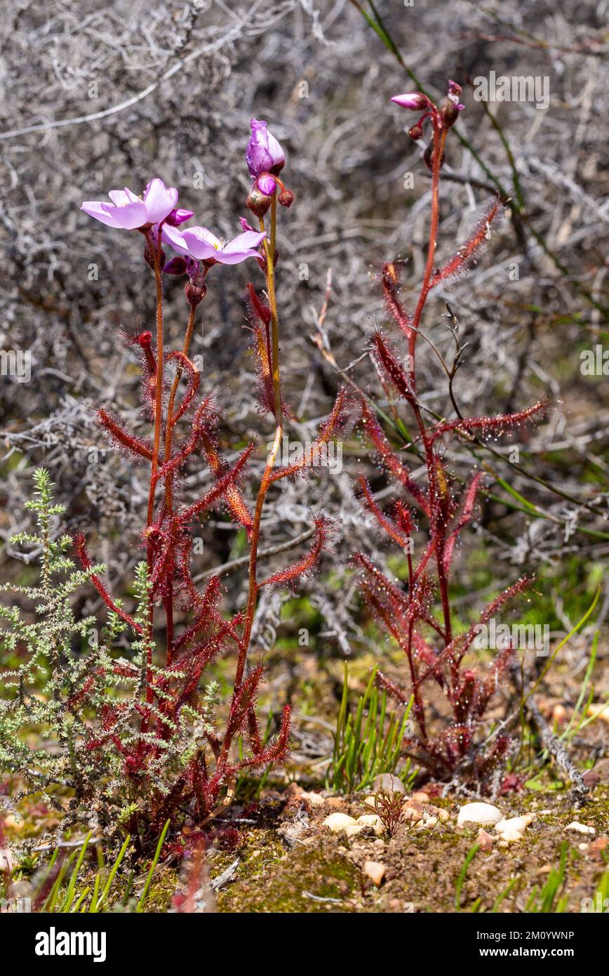 Side view of pink flowering Drosera cistiflora taken in natural habitat in the northern ...