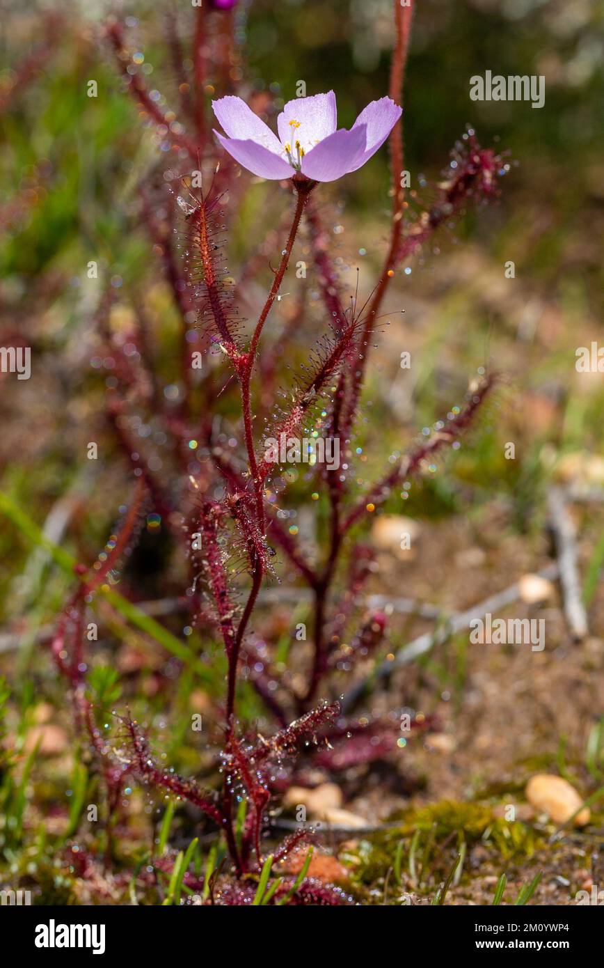 Side view of pink flowering Drosera cistiflora taken in natural habitat ...