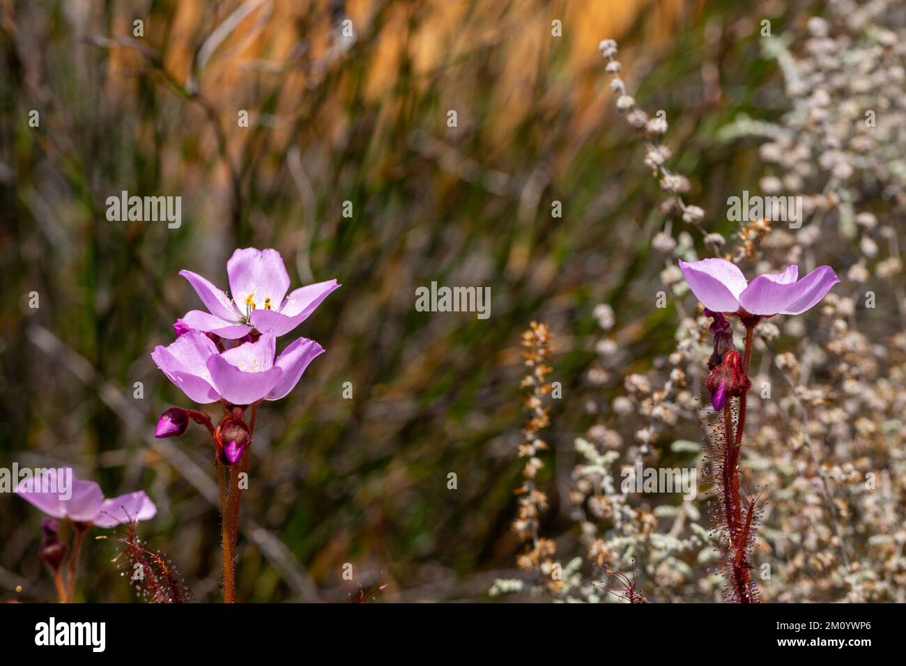 Some flowers of a pink flowered form of the carnivorous plant Drosera ...