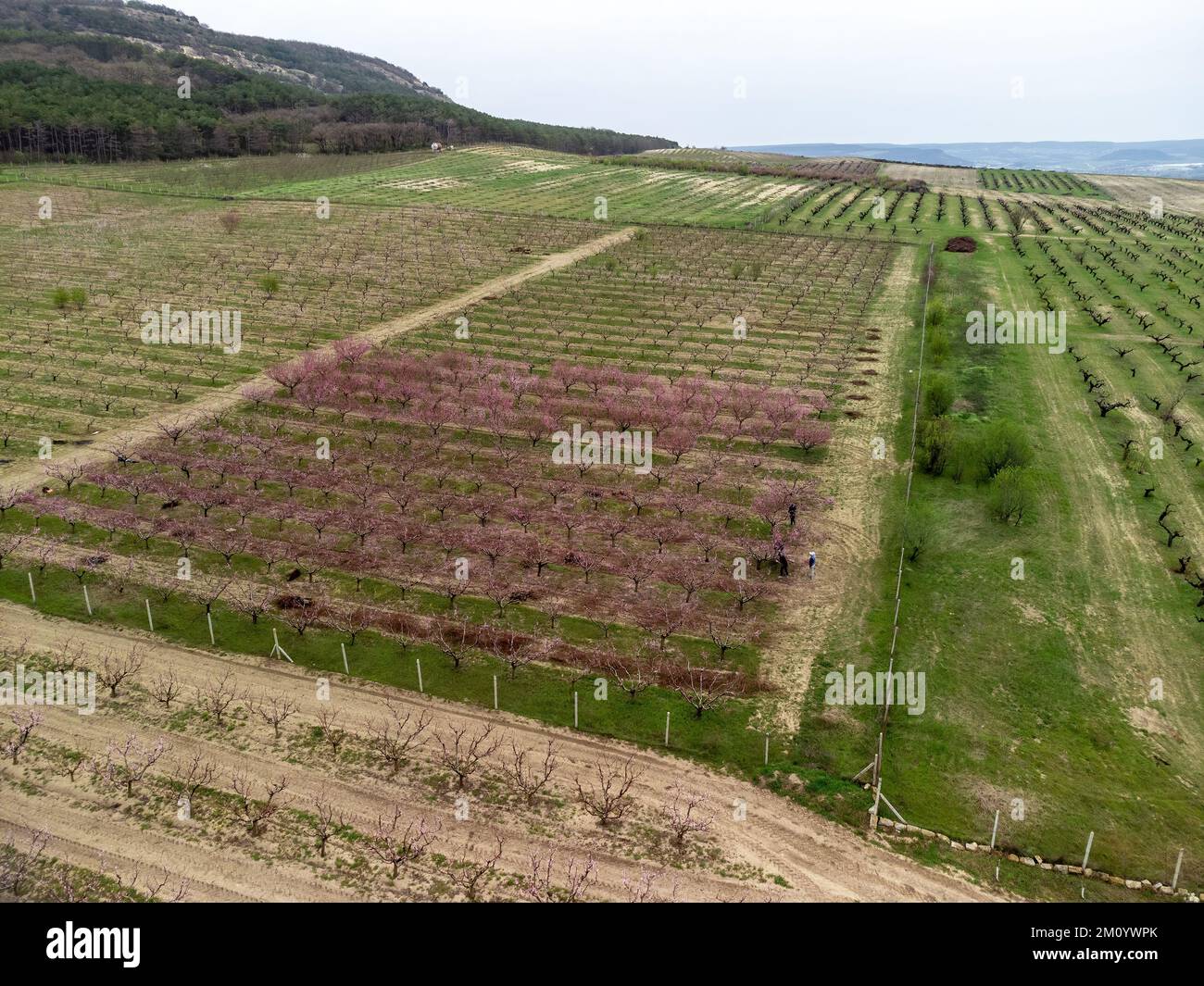 Aerial view of blooming peach trees at a fruit farm arranged in perfect ...