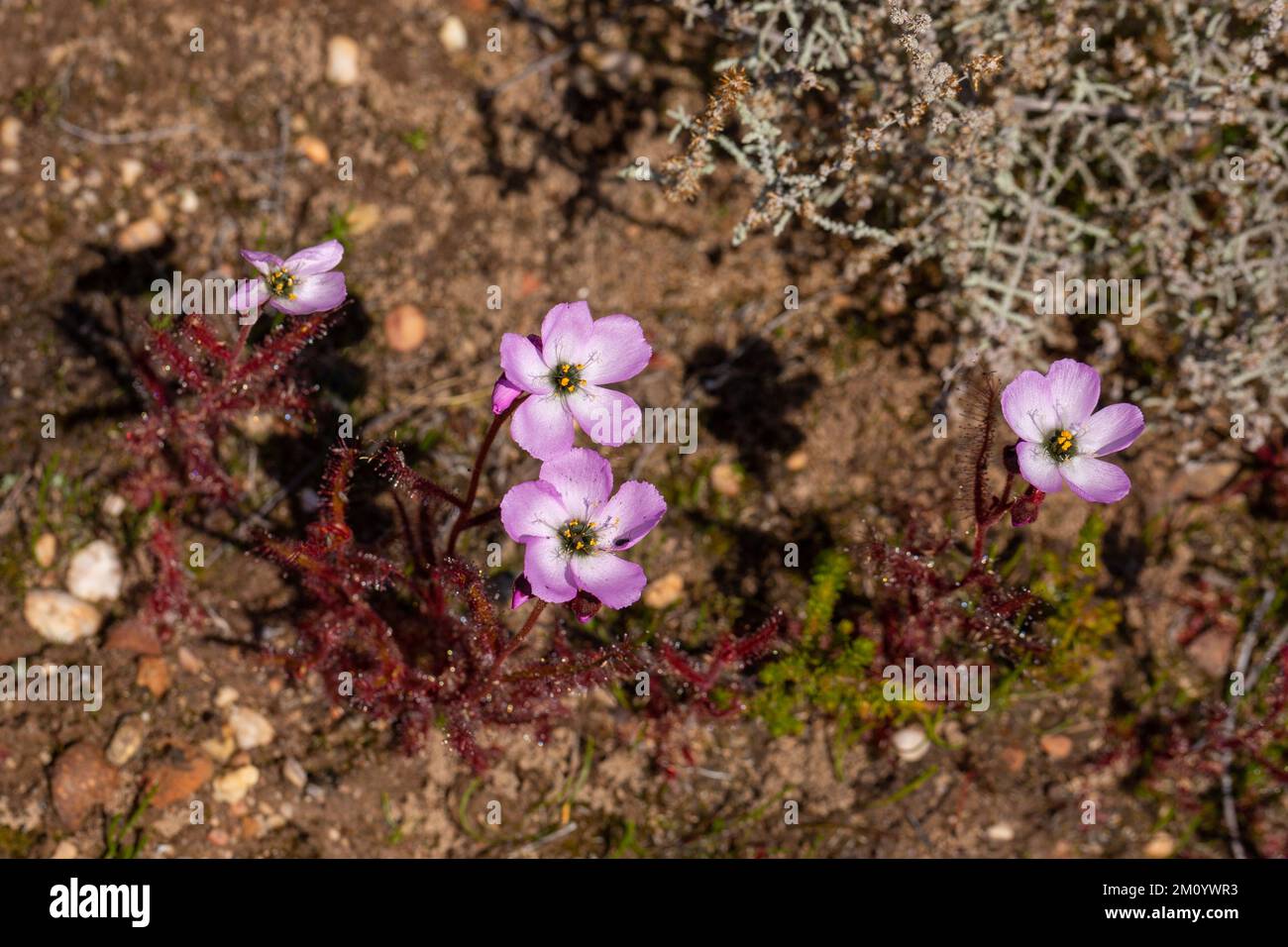 Three pink flowers of Drosera cistiflora, a carnivorous plant Stock ...