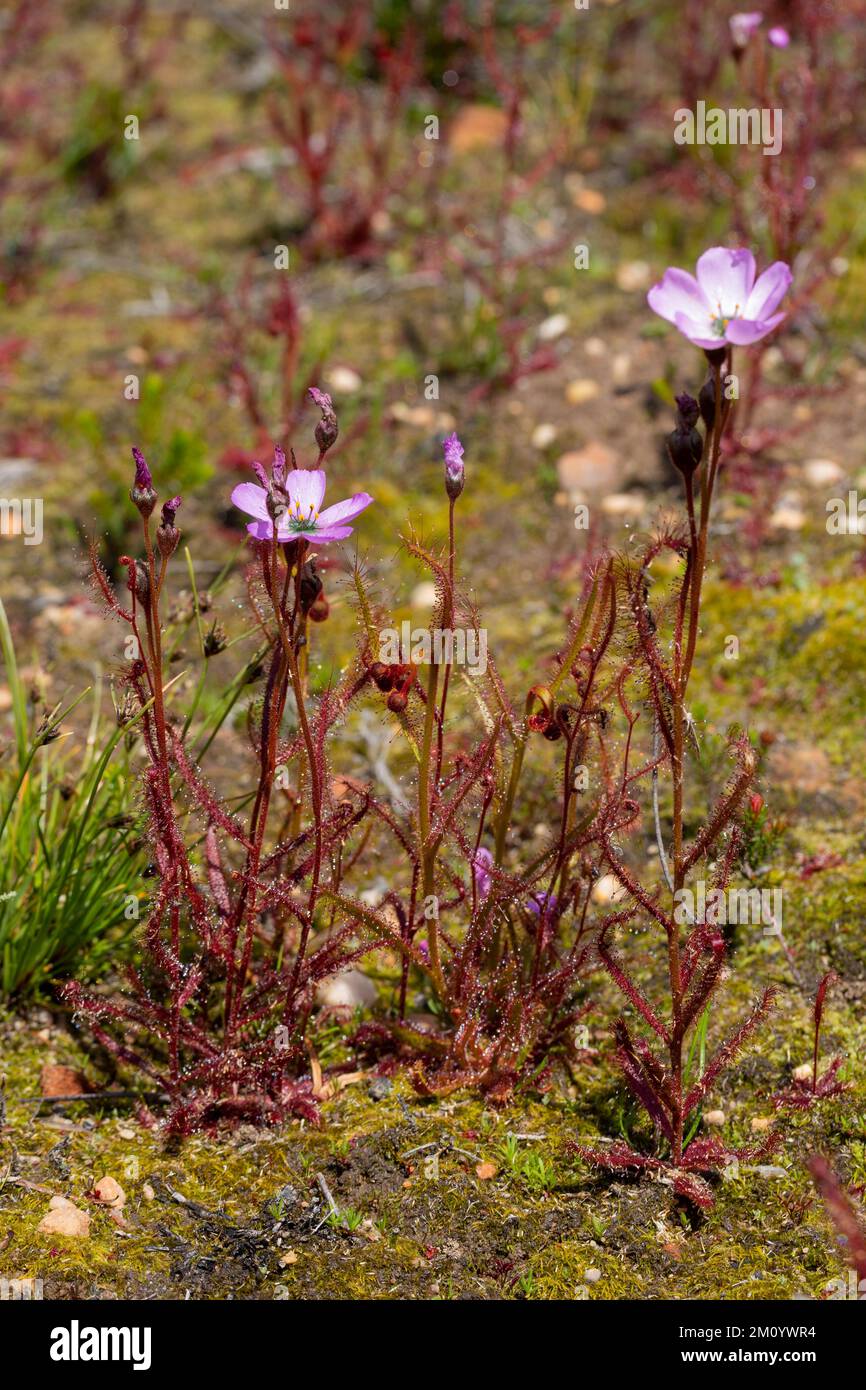 Drosera cistiflora with pink flowers seen in the Cederberg Moutains of ...