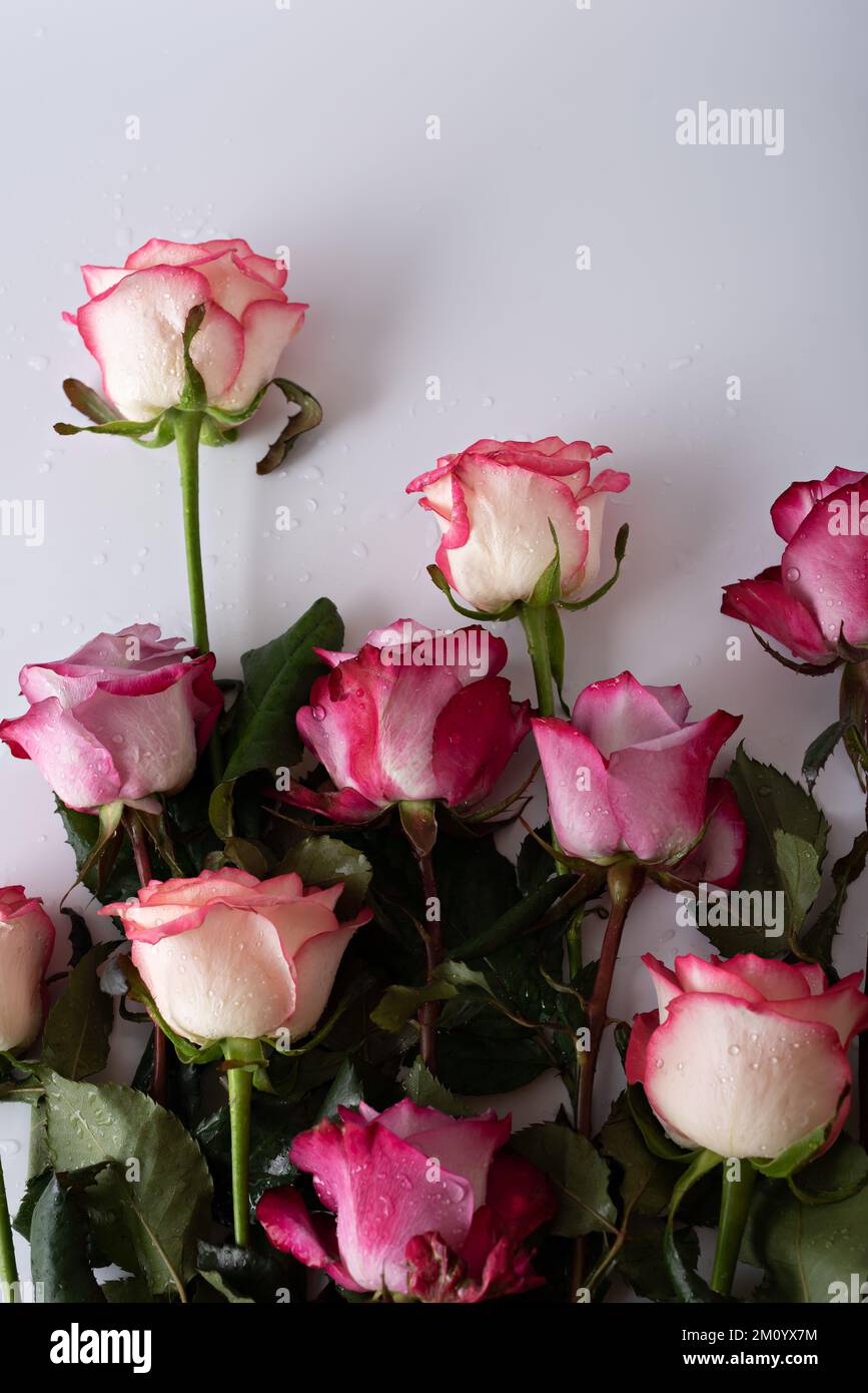 A bunch of wet pink roses on a white background Stock Photo - Alamy