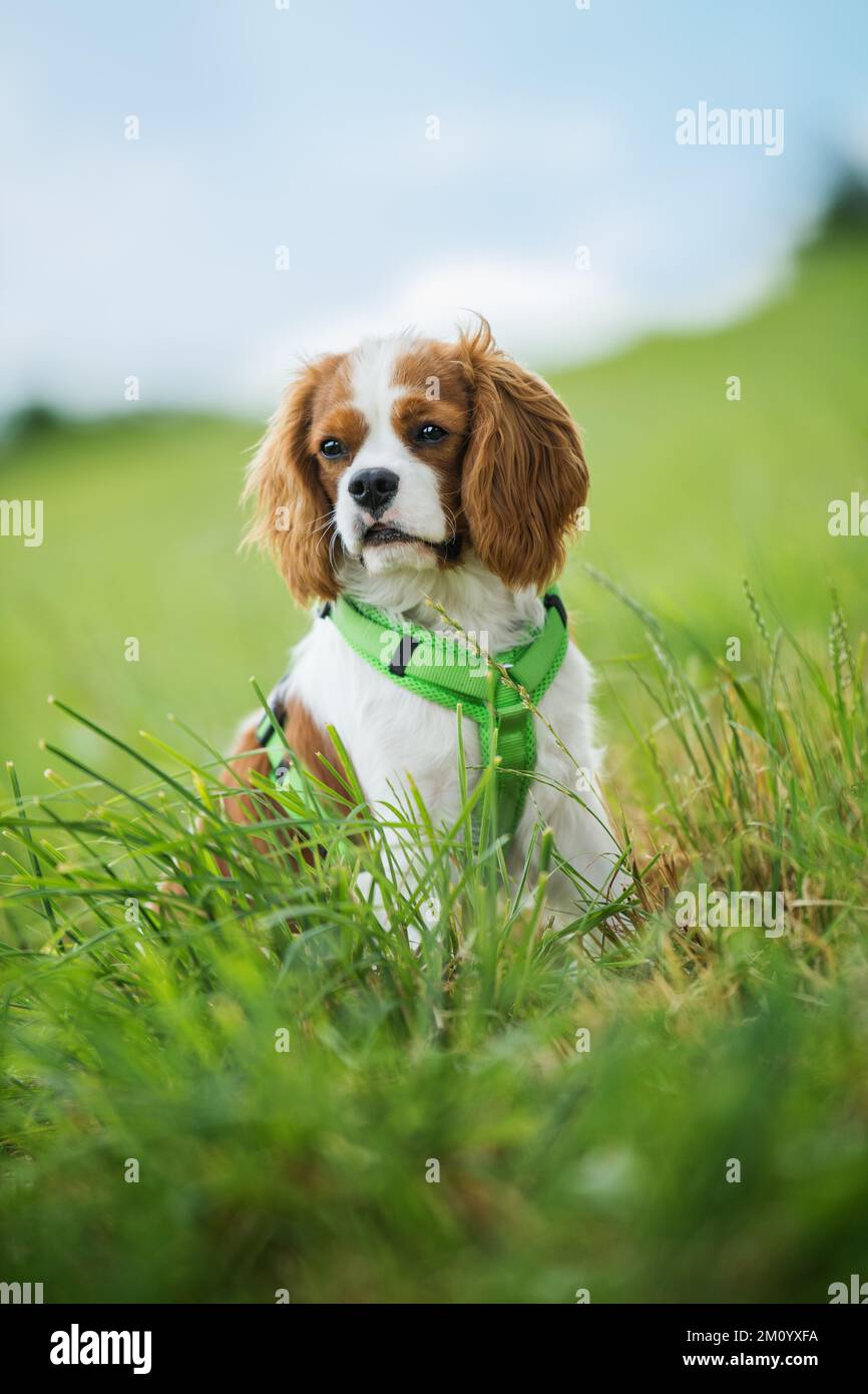 Cavalier king charles spaniel in a summer meadow Stock Photo - Alamy