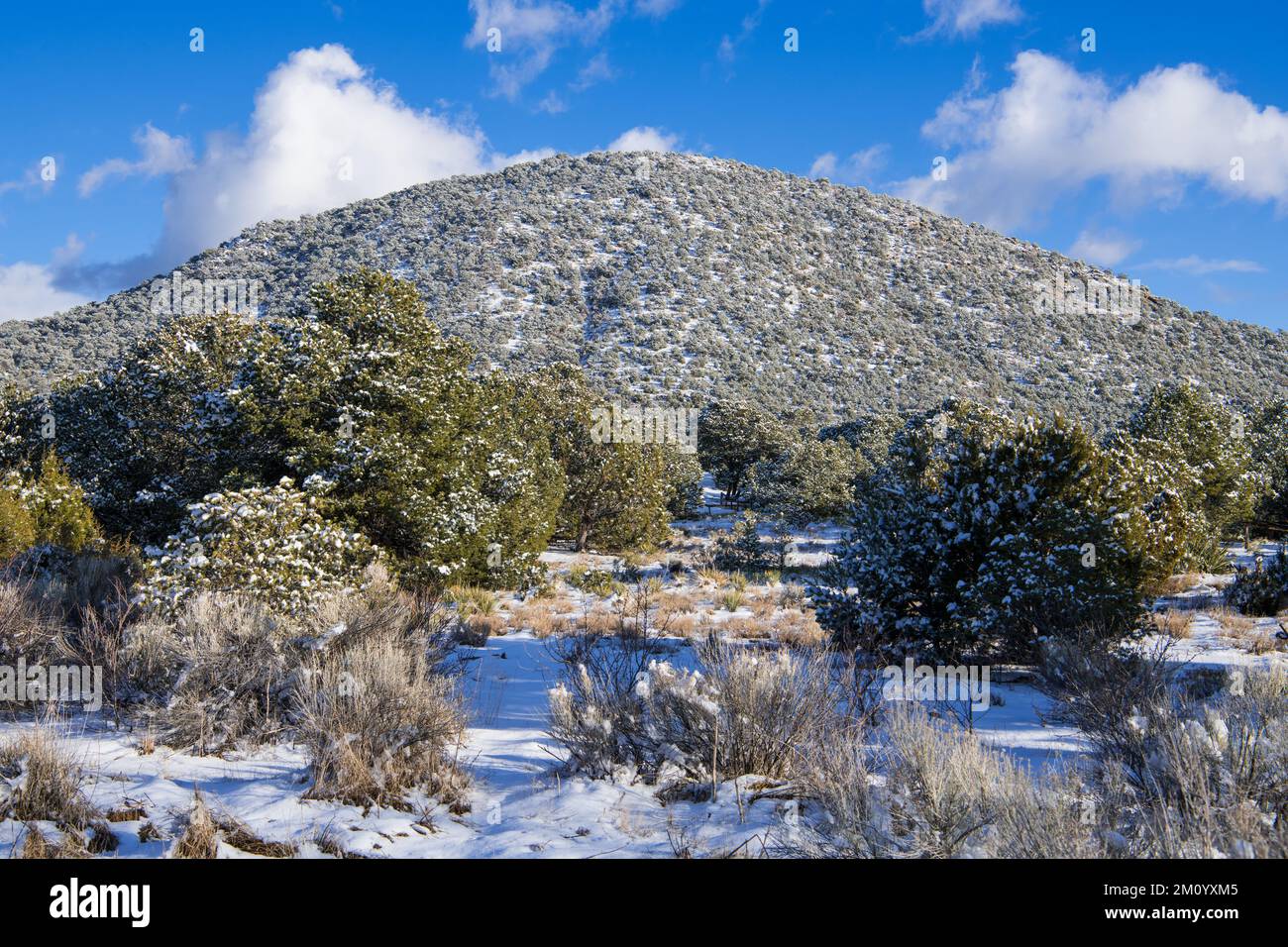 Sun no one trees in winter tourism hi-res stock photography and images ...