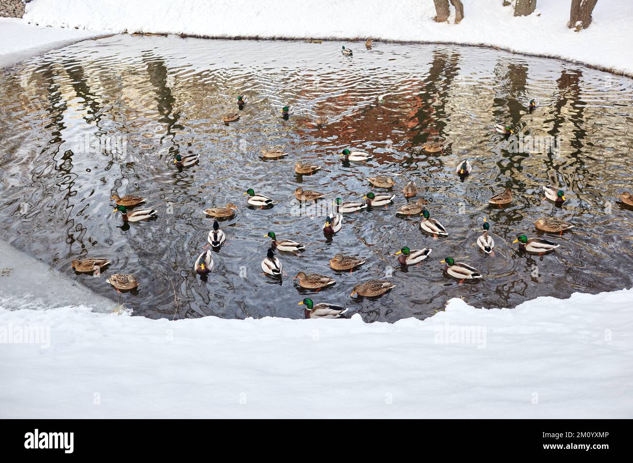 Mallard ducks swim in the winter pond. Birds and animals in wildlife ...