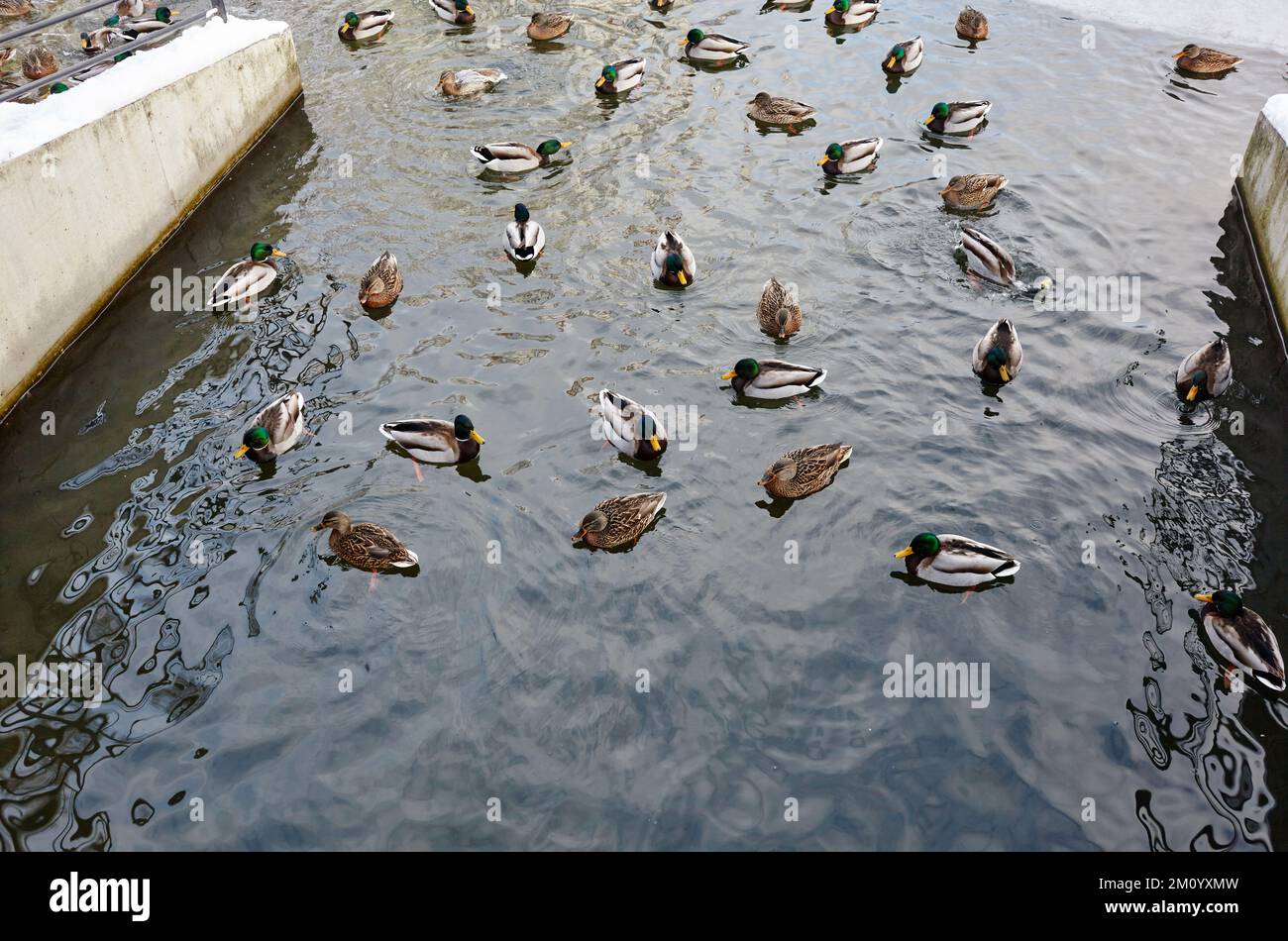 Mallard ducks swim in the winter pond. Birds and animals in wildlife ...
