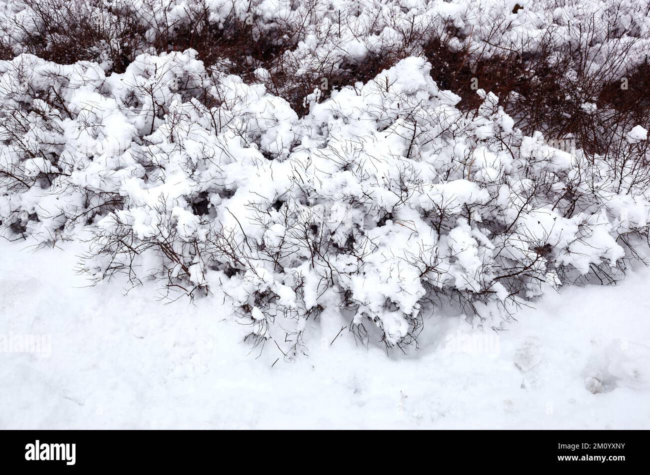 Winter snow in park. Bush covered with snow. Snowflakes Stock Photo - Alamy