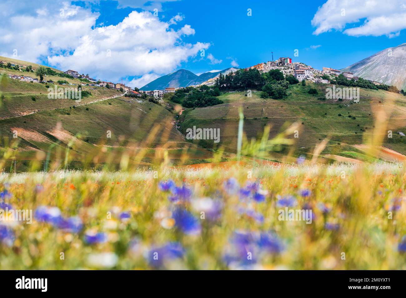 Flowering in the lentil fields in Castelluccio di Norcia Stock Photo ...