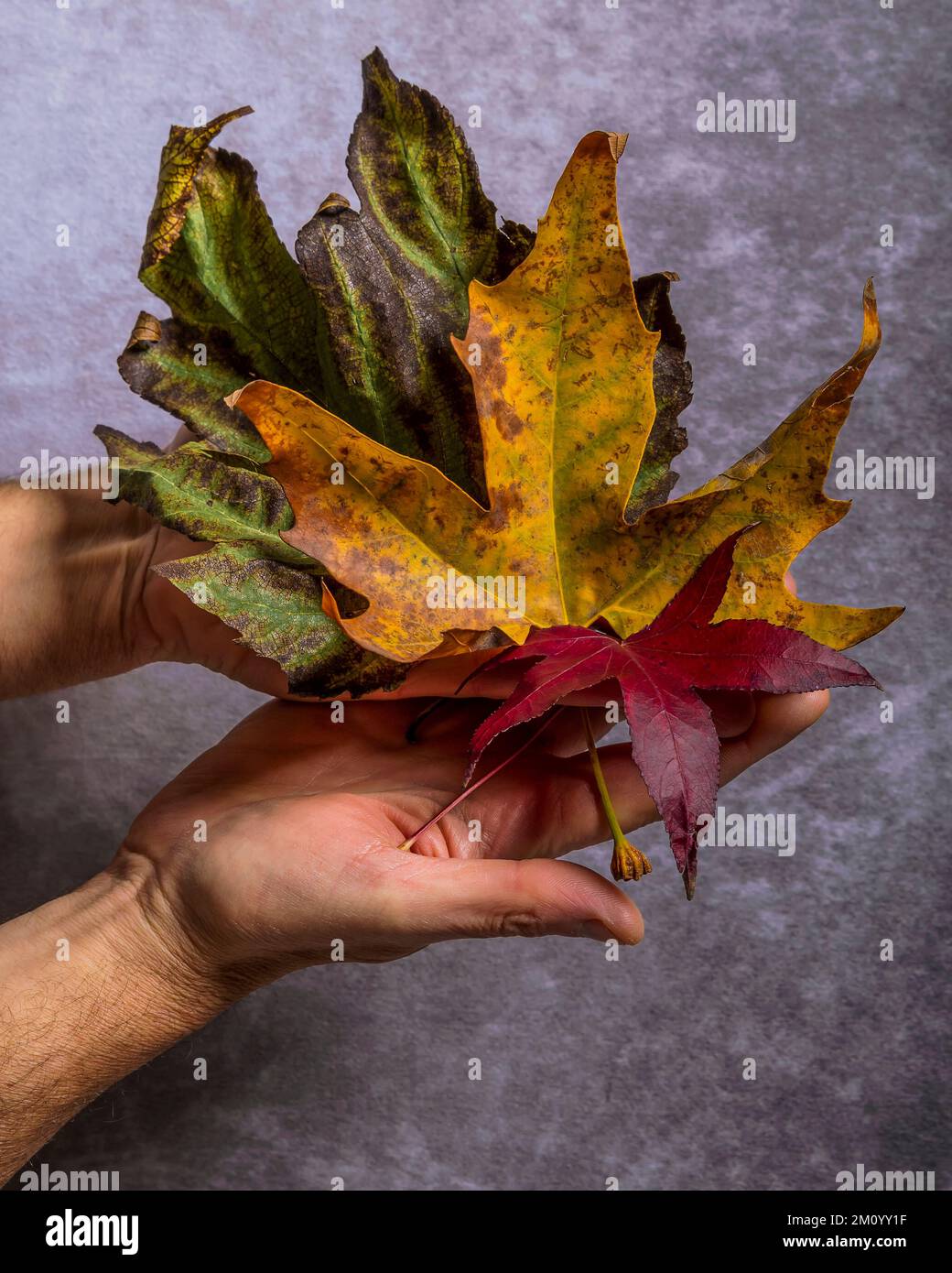 Beautiful and colorful autumn leaves are held up by two male hands ...