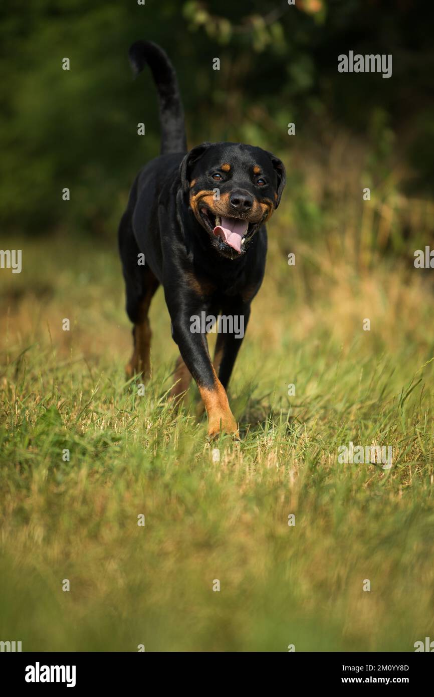 Rottweiler dog in a summer meadow Stock Photo - Alamy