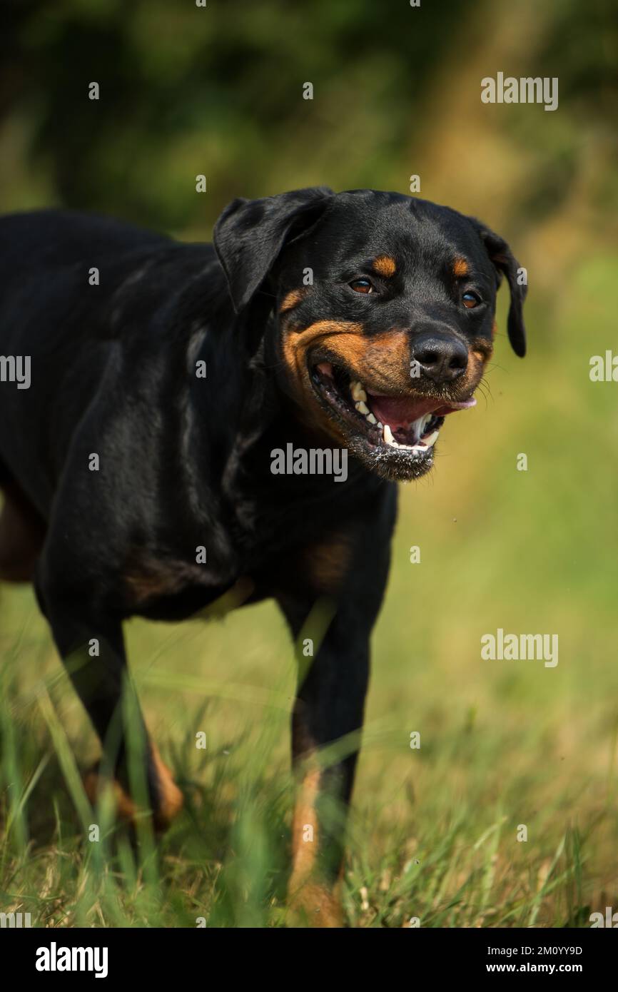 Rottweiler dog in a summer meadow Stock Photo - Alamy