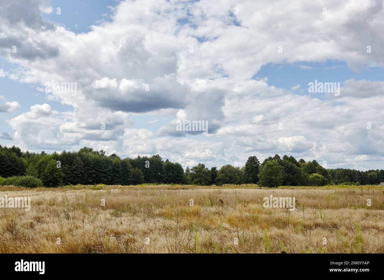 Bright summer forest against the sky and meadows. Beautiful landscape ...