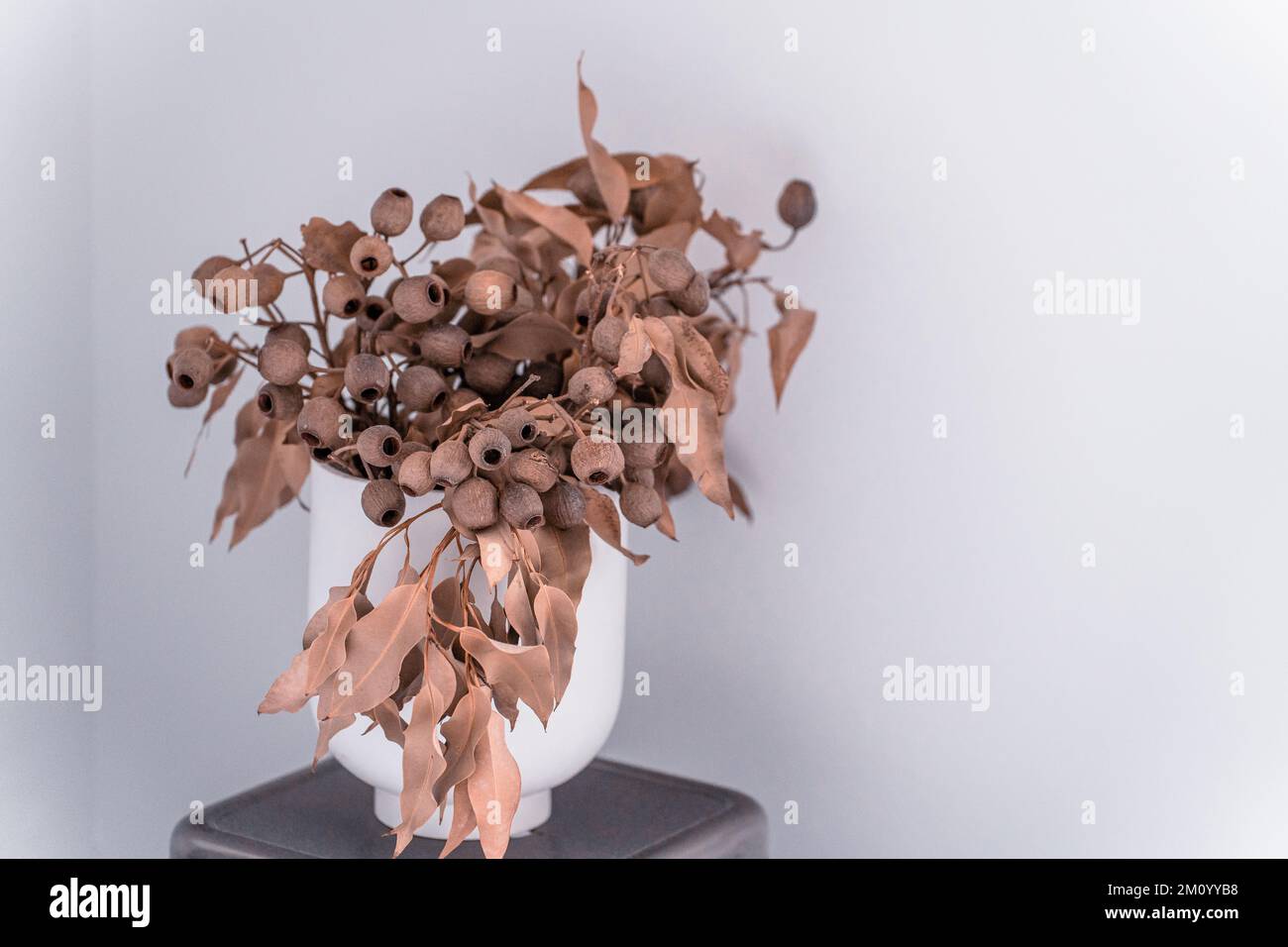 White gumtree hi-res stock photography and images - Alamy