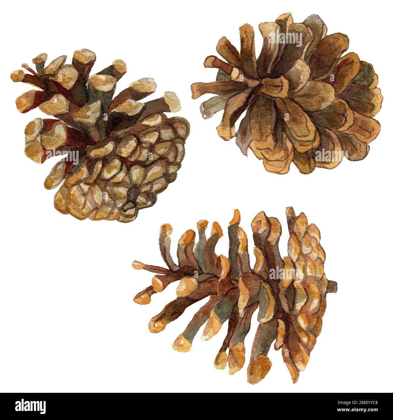Cones in pine forest Cut Out Stock Images & Pictures - Alamy