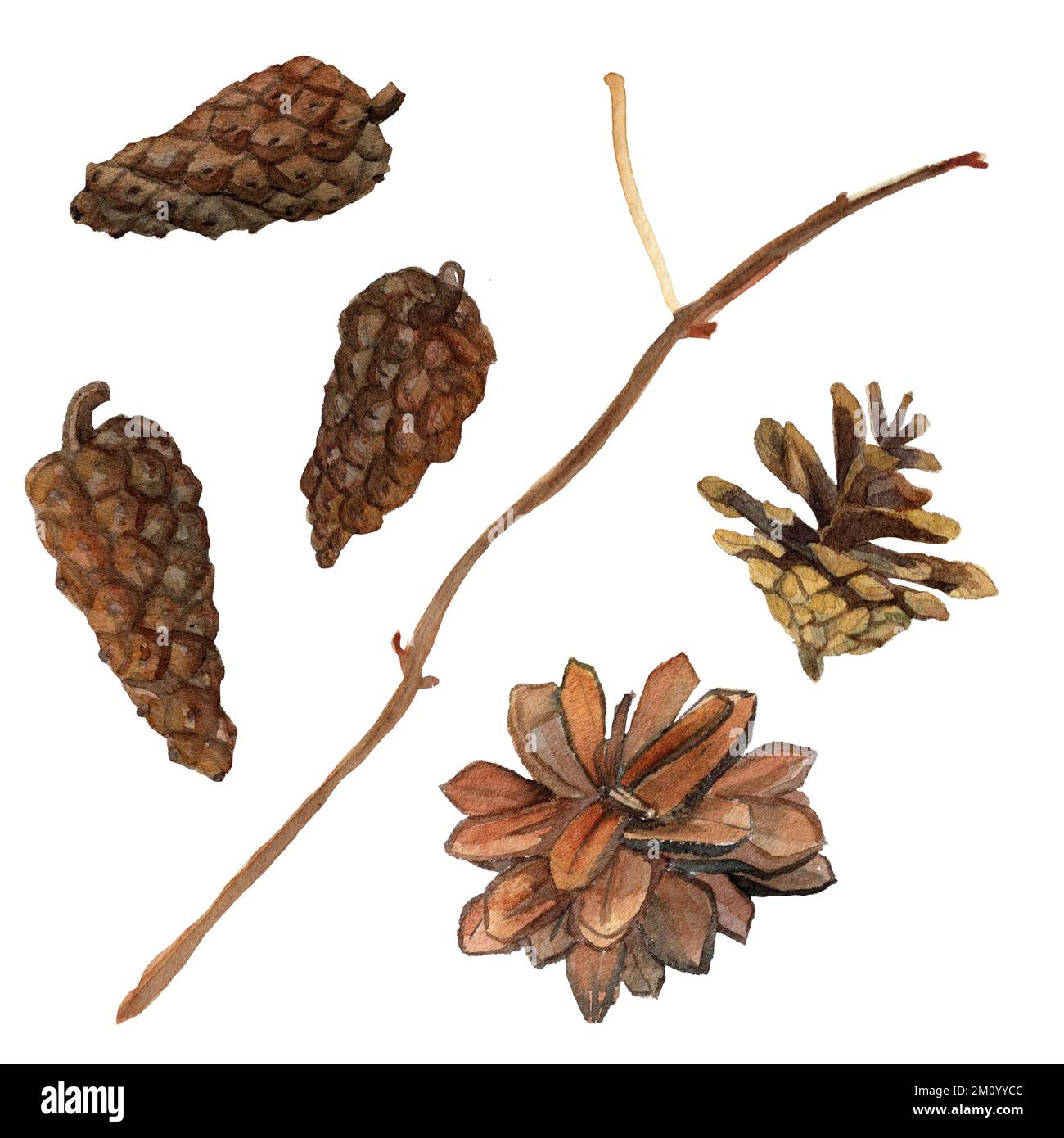 Cones in pine forest Cut Out Stock Images & Pictures - Alamy