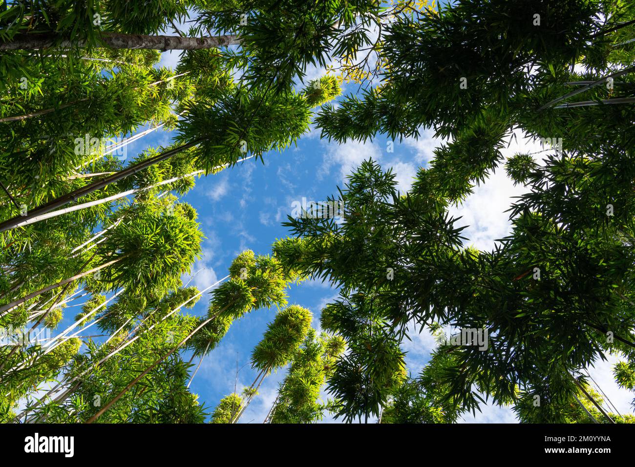 View looking up into a bamboo forest tree canopy to blue sky - Hana ...