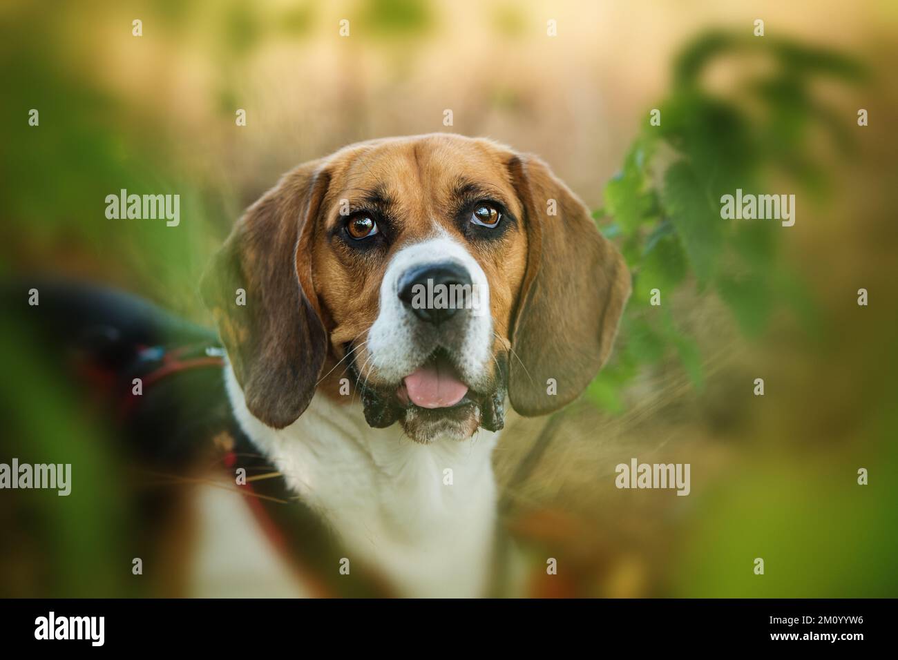 Beagle dog in summer nature Stock Photo - Alamy