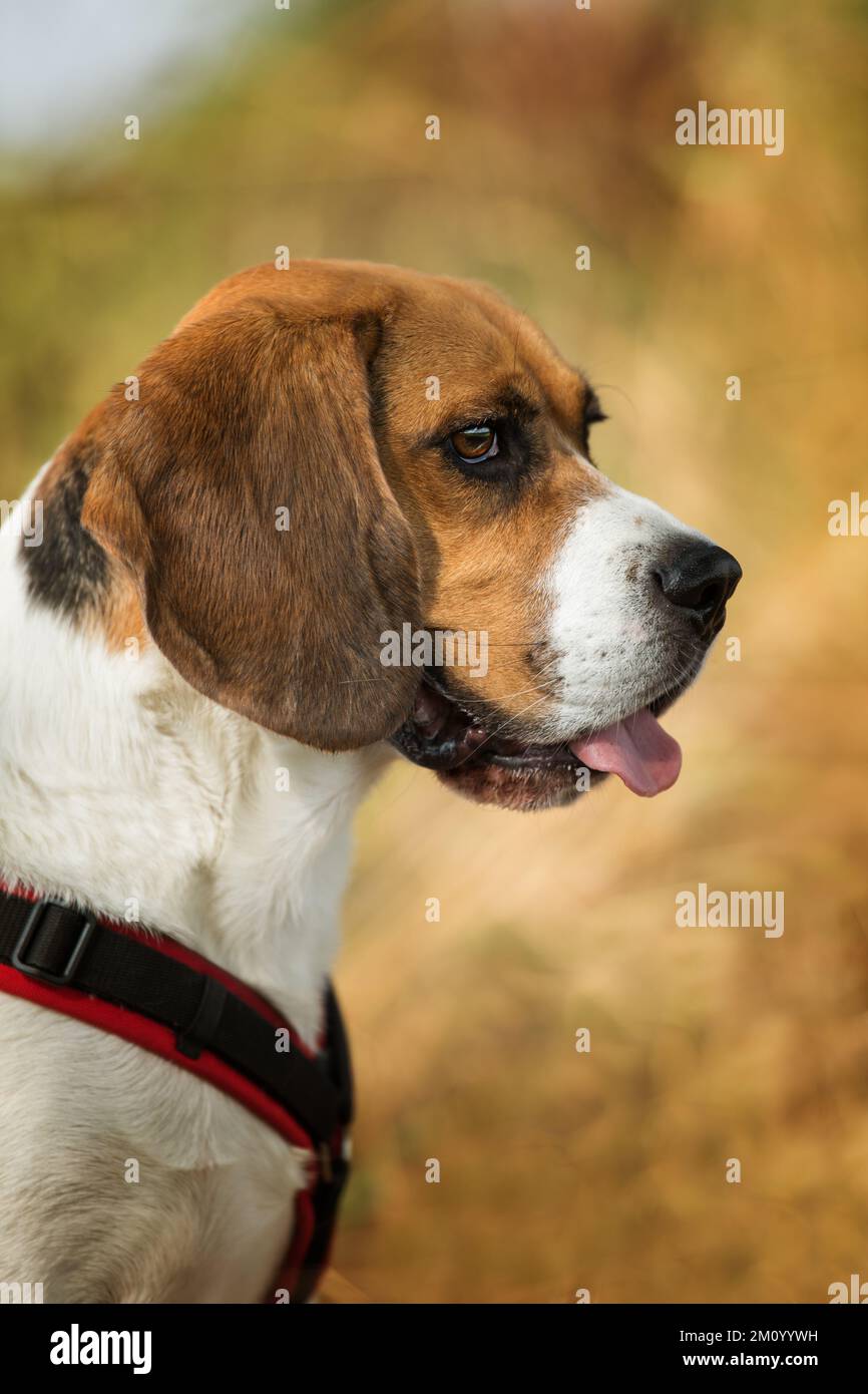 Beagle dog in summer nature Stock Photo - Alamy