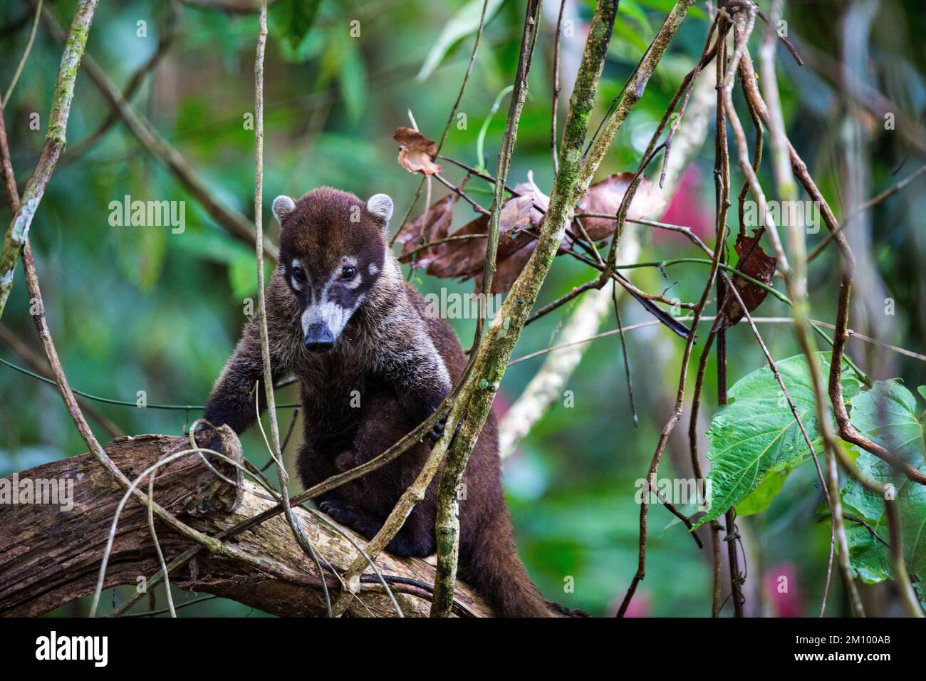 COSTA RICA. Boca Tapada. White-nosed coati Stock Photo - Alamy