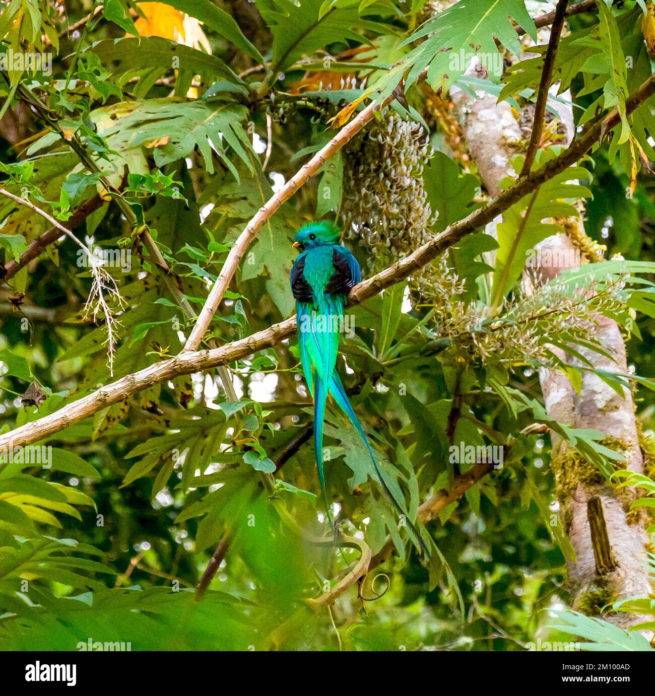 Costa Rica, Los Quetzales National Park in the heart of the Talamanca ...