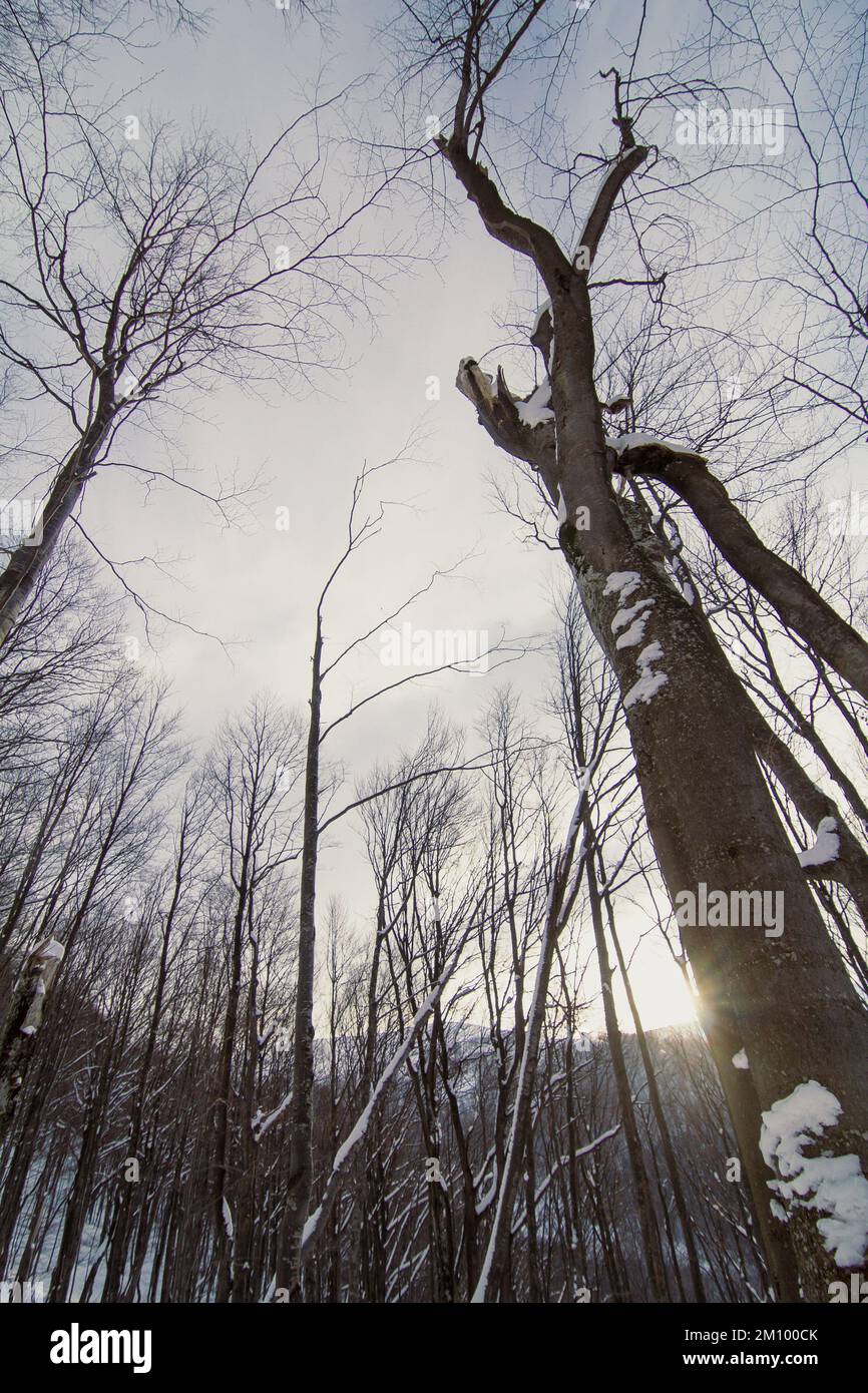 Winter forest view from below landscape photo Stock Photo - Alamy