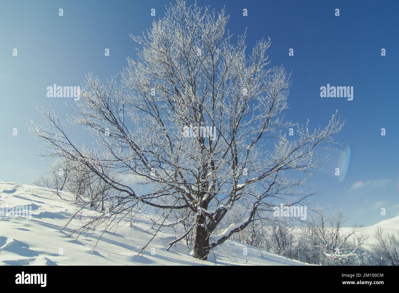 Wide spreading tree hi-res stock photography and images - Alamy