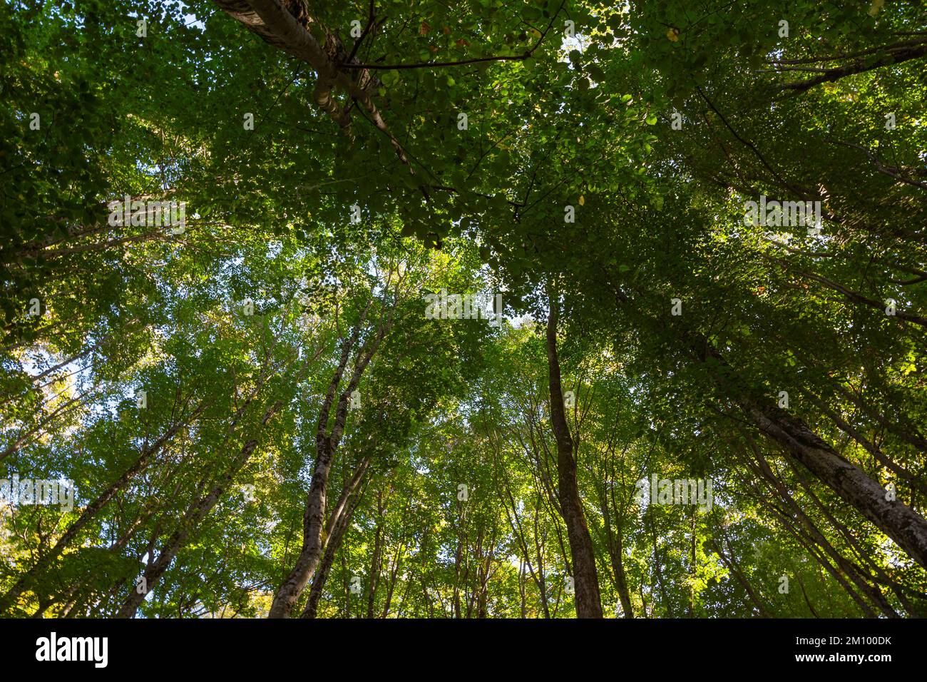 Wide angle view of trees from below in the forest. Carbon net zero ...
