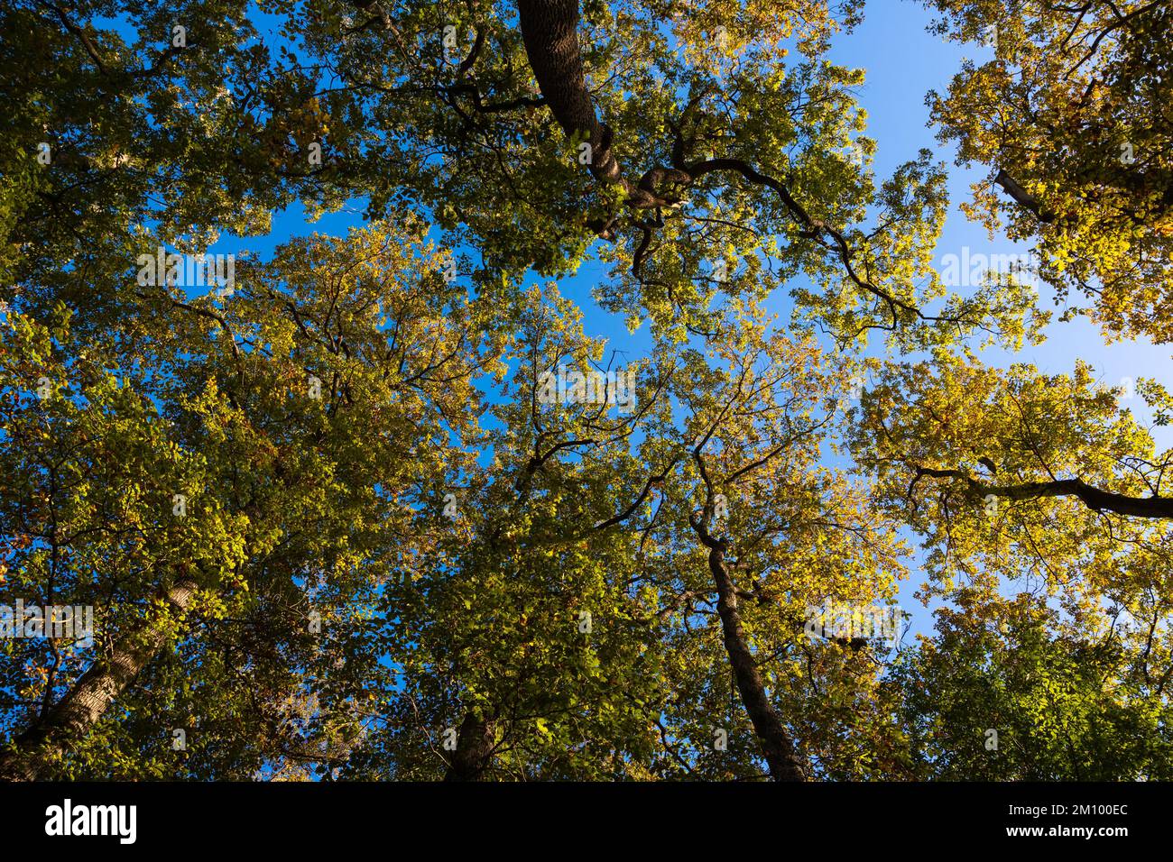 Trees from below. Earth day or World environment day concept photo ...