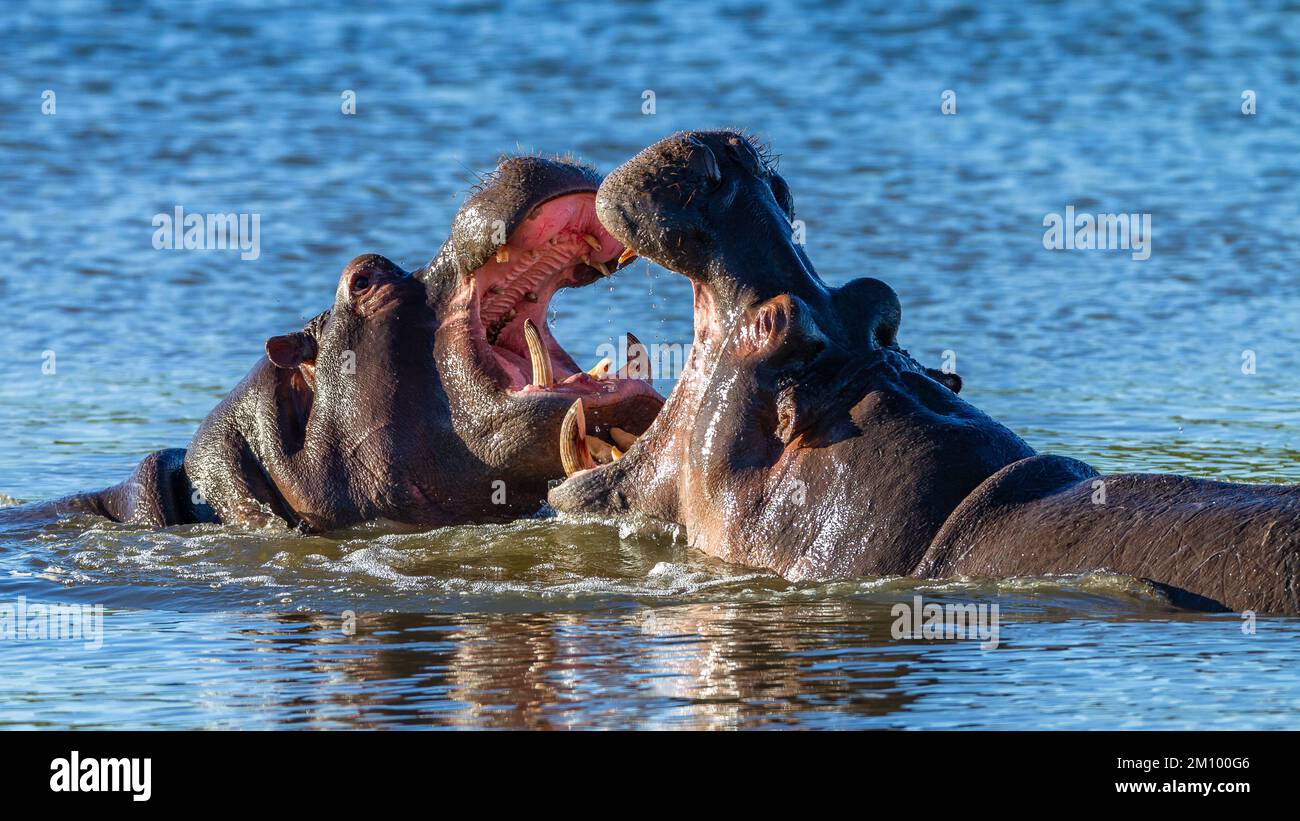 Hippos male bulls fighting challenge late afternoon at waterhole in ...