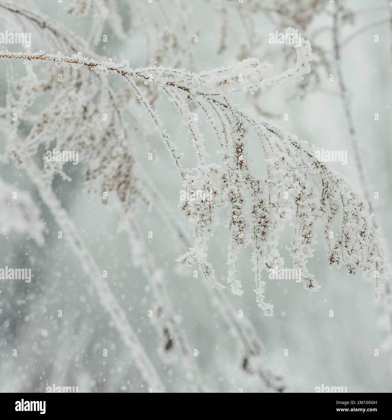 Close up ice crystals on thick dried branch concept photo Stock Photo ...
