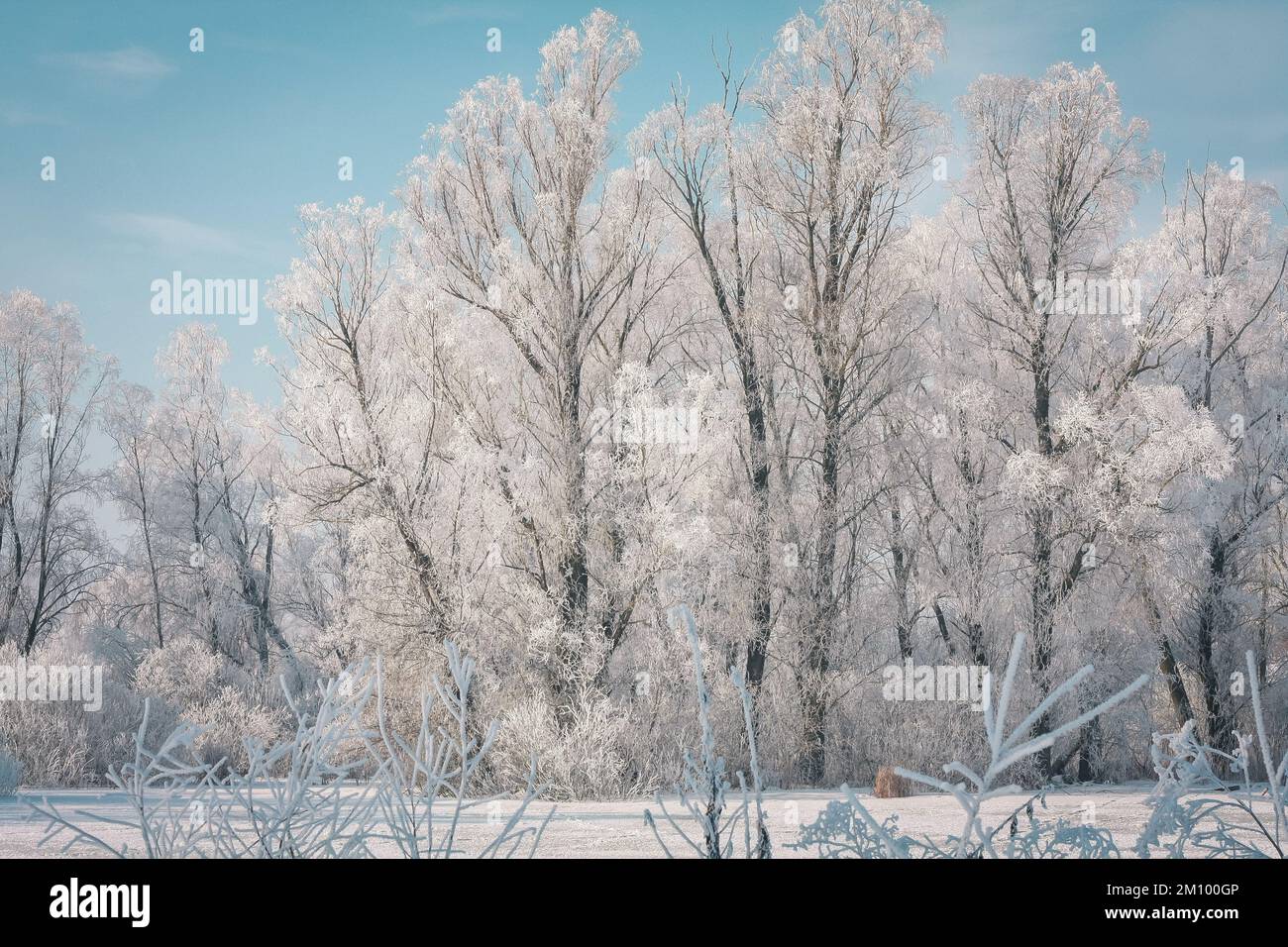 Fluffy winter trees covered with frost landscape photo Stock Photo - Alamy