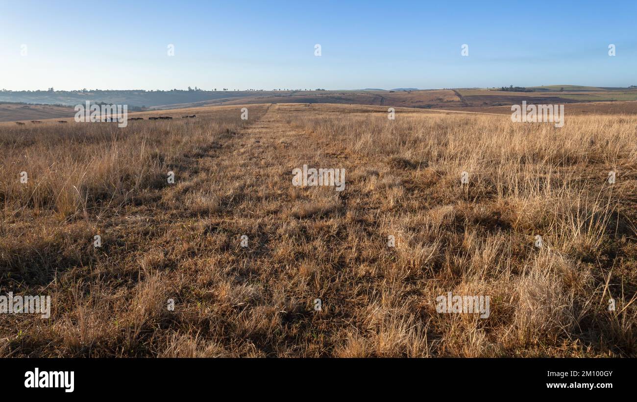 Dry grass hill plateau with horizon towards blue sky winter climate ...