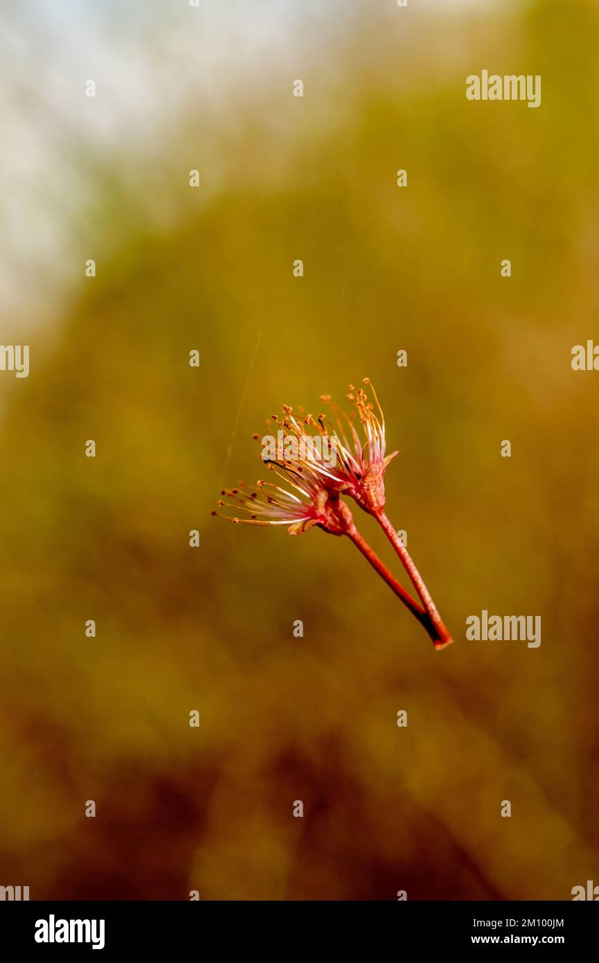 Negative strand hi-res stock photography and images - Alamy