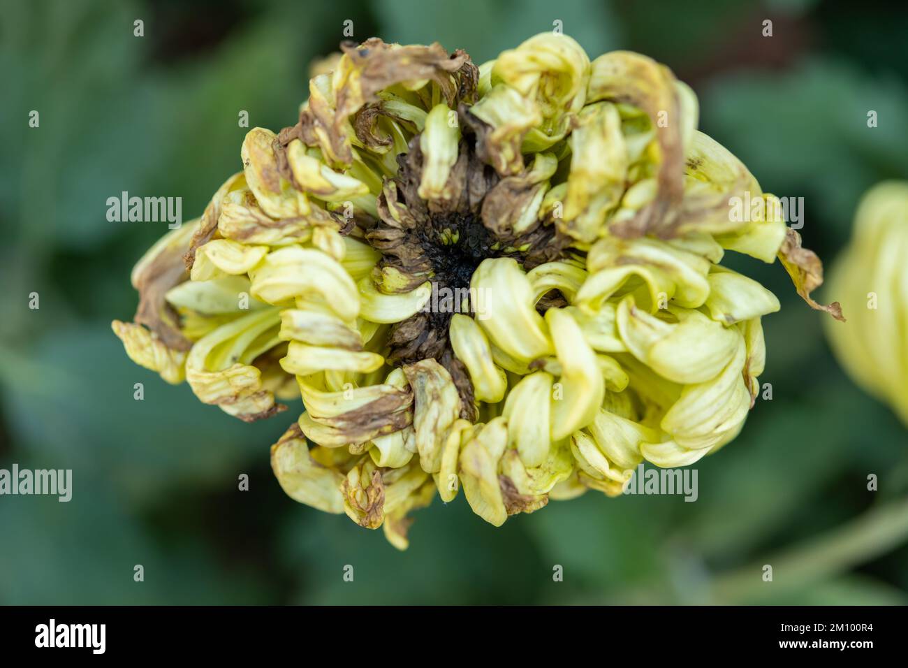 top view fading chrysanthemum flower in the outdoor Stock Photo - Alamy