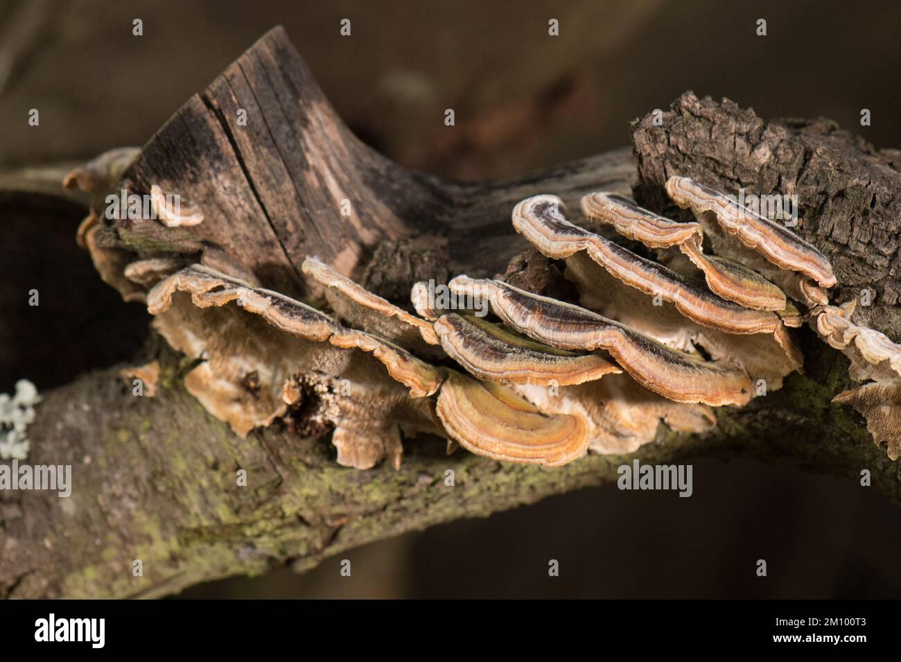 Rainbow Fungus growing on dead Peach tree trunk Stock Photo - Alamy